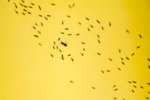 Ants in Keurig Coffee Makers: How To Get Rid Of Them