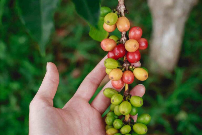 Is Coffee A Fruit? Here's The Truth