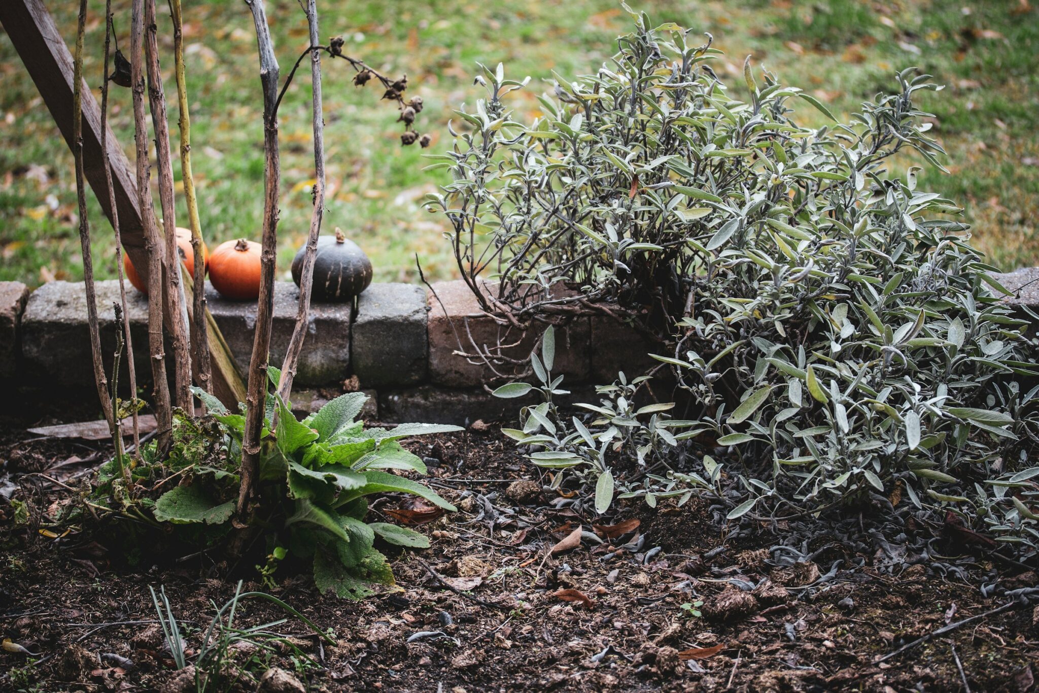 Are Coffee Grounds Good for Grass? - Karma Coffee Cafe