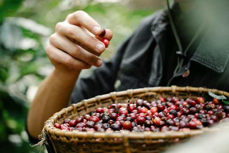 What Is Direct Trade Coffee And Its Impact On The Industry?