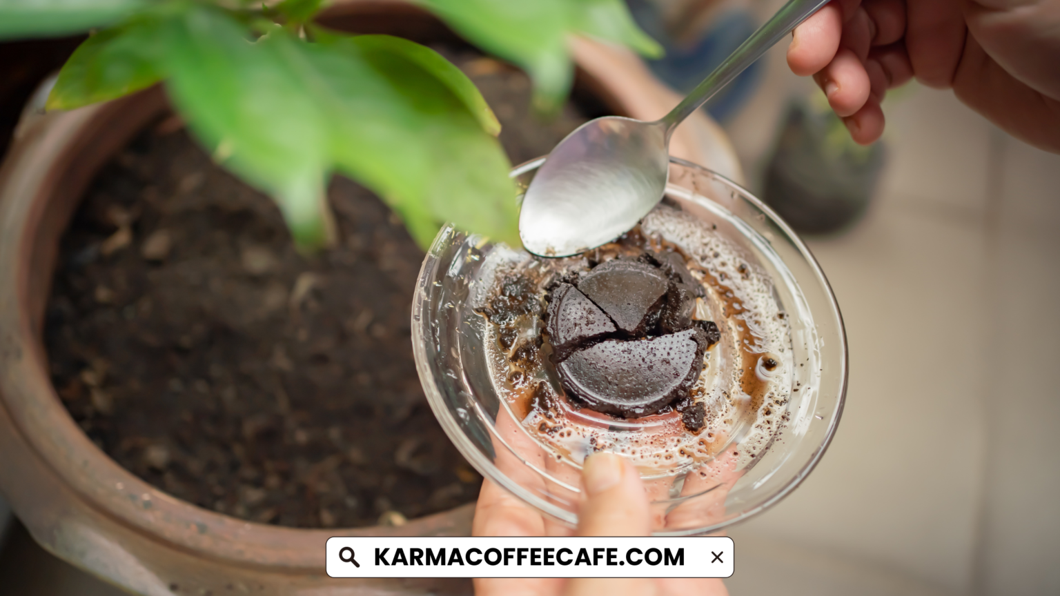 21 Plants That Love Coffee Grounds: Boost Your Garden's Growth