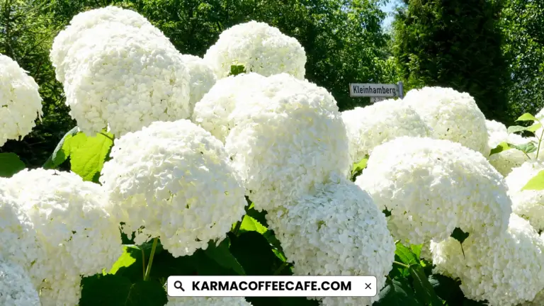 21 Plants That Love Coffee Grounds: Boost Your Garden's Growth