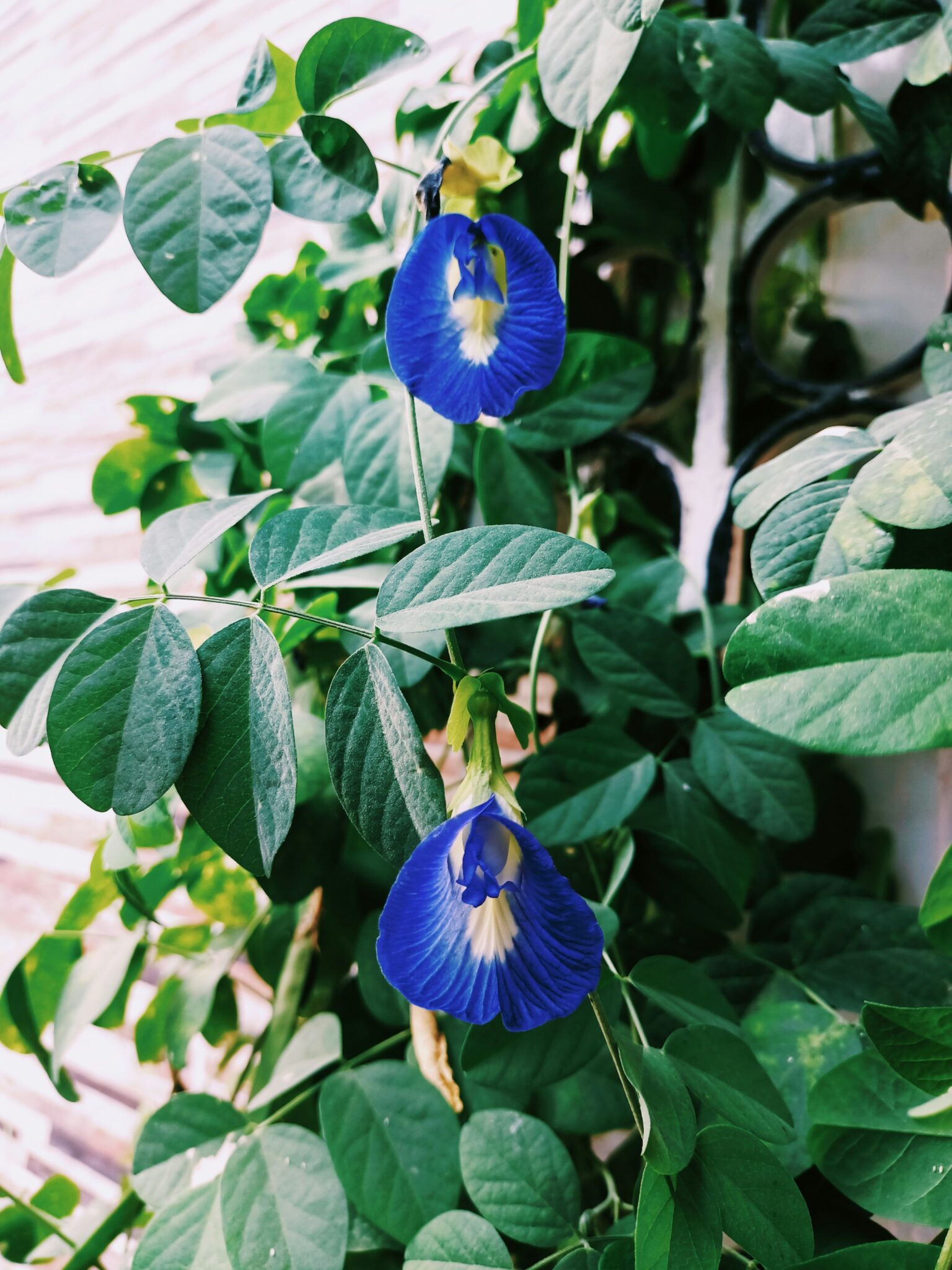 Blue Matcha Latte Recipe: A Colorful and Healthy Drink