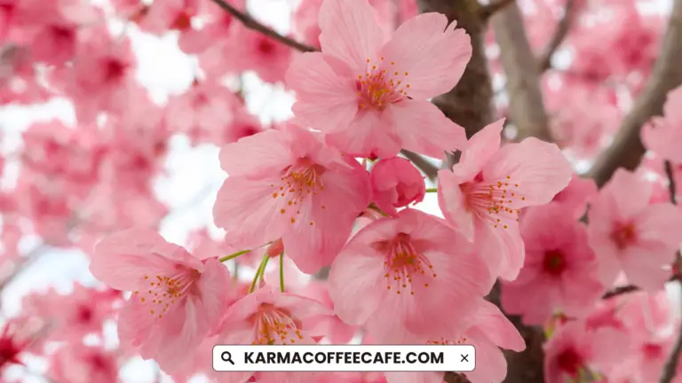 Delicious Sakura Latte Recipe: A Springtime Delight